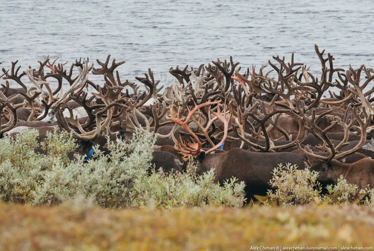 Utara Rusia: Kehidupan di Peternak Rusa di Tundra 2344_7