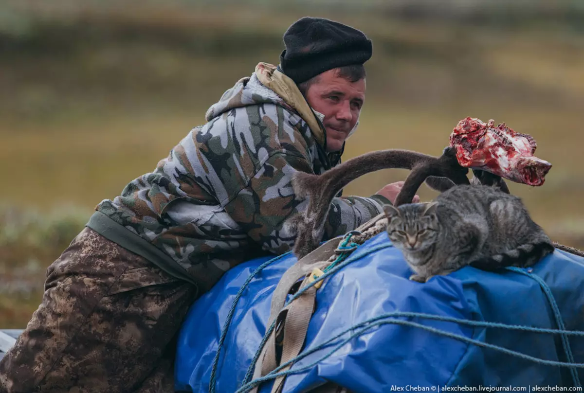 Utara Rusia: Kehidupan di Peternak Rusa di Tundra 2344_8