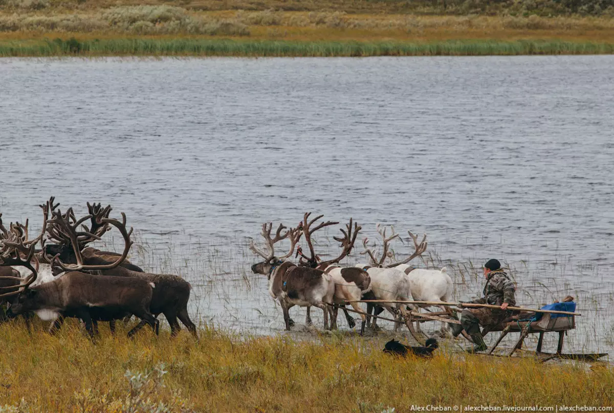 Utara Rusia: Kehidupan di Peternak Rusa di Tundra 2344_9