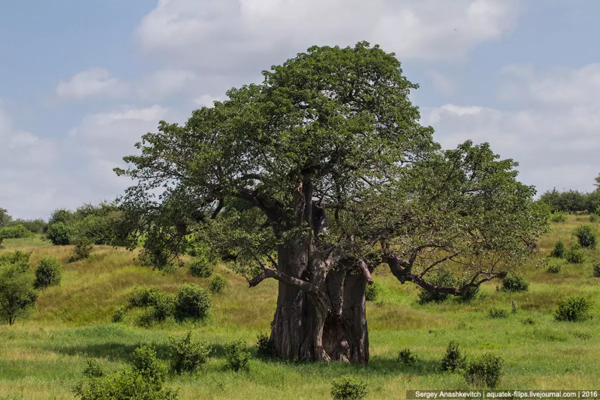 O le malo o elefane. Tarangira National Park 2396_10