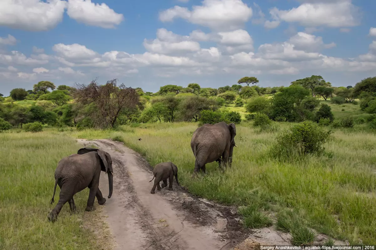 Elevantide Kuningriik. Tarangira rahvuspark 2396_11