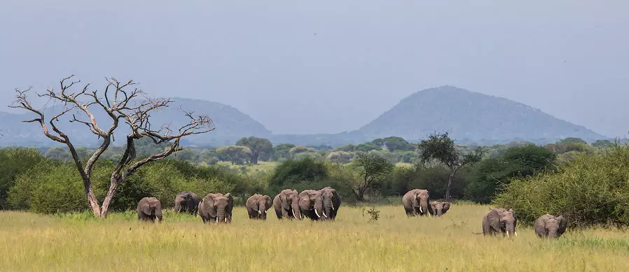 Das Königreich der Elefanten. Tarangira National Park. 2396_12