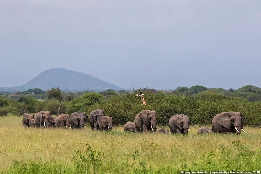 O le malo o elefane. Tarangira National Park 2396_13