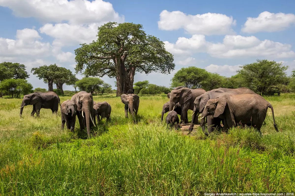 Elevantide Kuningriik. Tarangira rahvuspark 2396_14