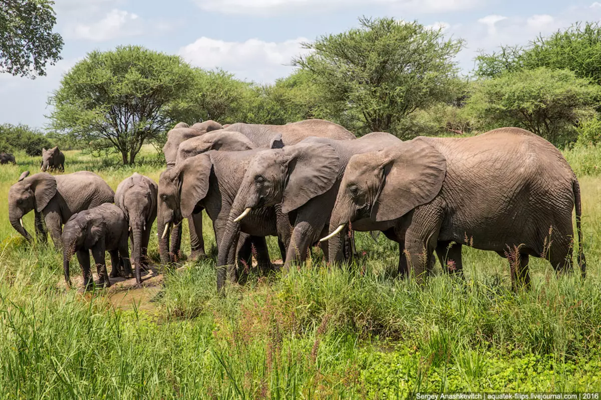 Elevantide Kuningriik. Tarangira rahvuspark 2396_15