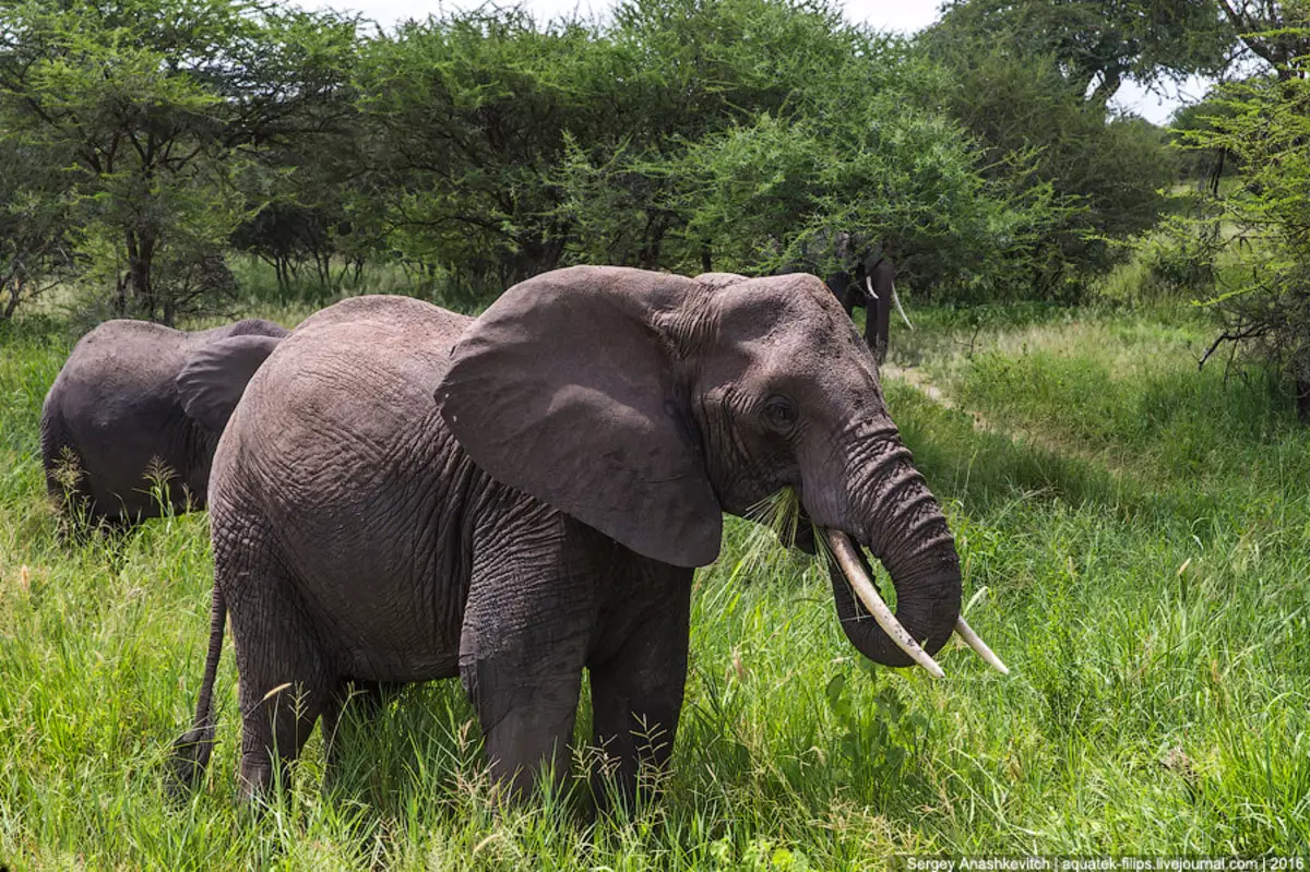 Kongeriget elefanter. Tarangira National Park 2396_16