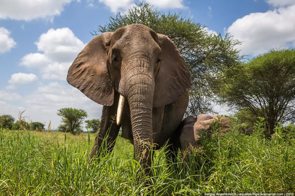 Kongeriget elefanter. Tarangira National Park 2396_17