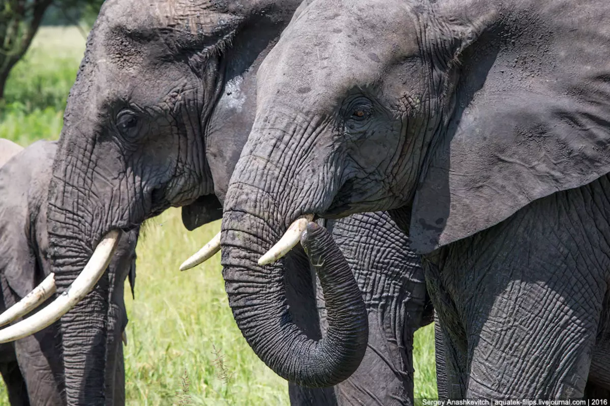 Das Königreich der Elefanten. Tarangira National Park. 2396_19