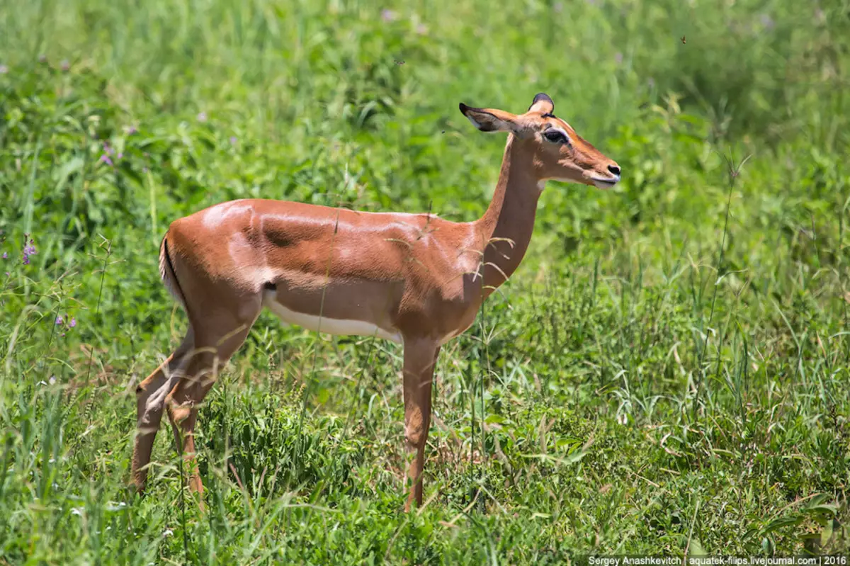 Kongeriget elefanter. Tarangira National Park 2396_20