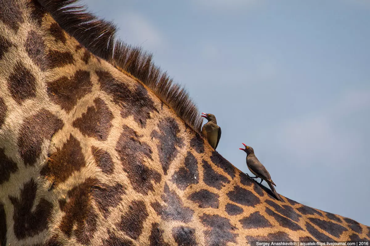 Vogelreiniger der Häute von Giraffen