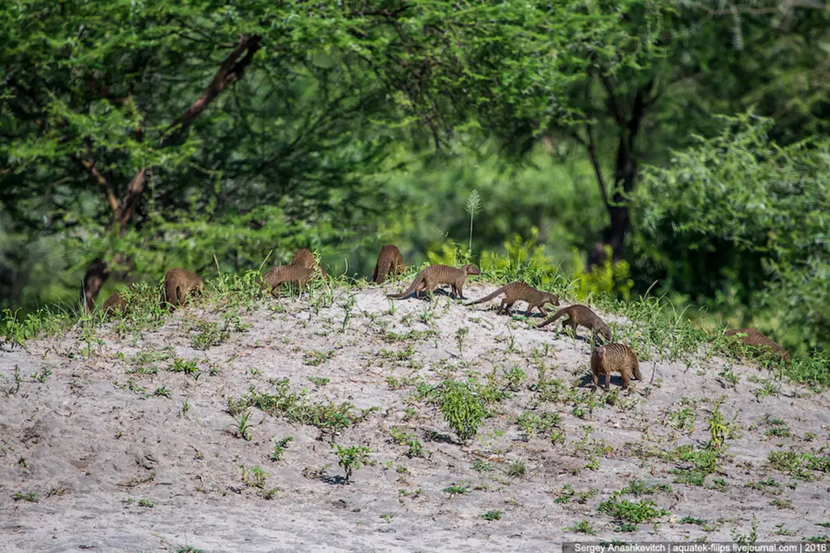 O le malo o elefane. Tarangira National Park 2396_4