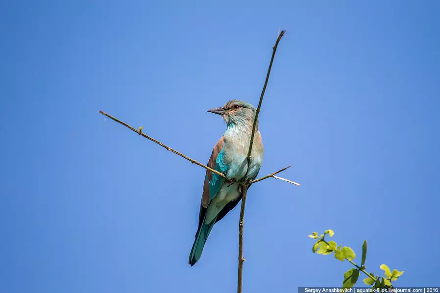 Kongeriget elefanter. Tarangira National Park 2396_5