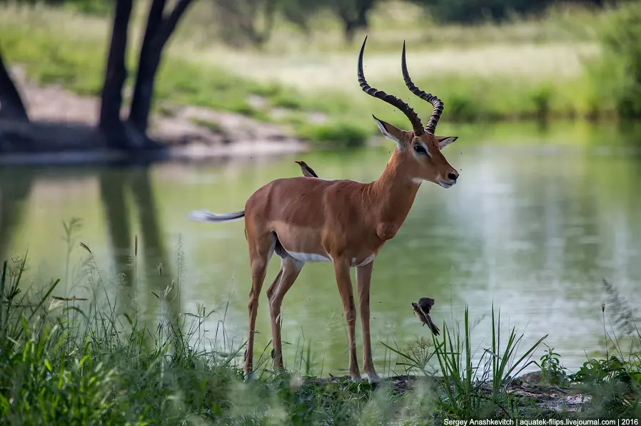 Das Königreich der Elefanten. Tarangira National Park. 2396_7