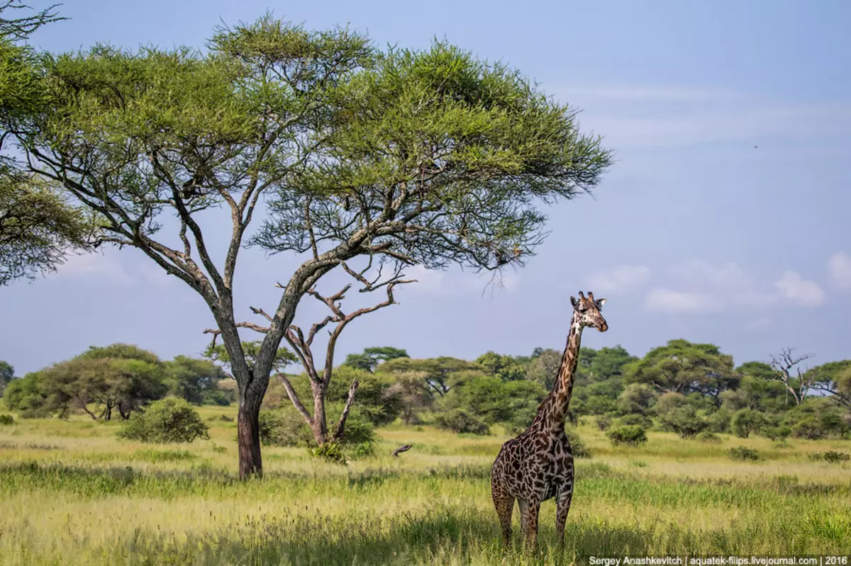 O le malo o elefane. Tarangira National Park 2396_8