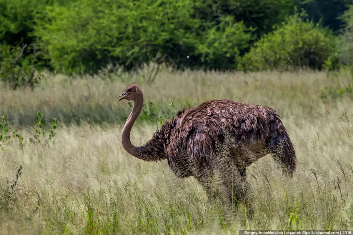 Das Königreich der Elefanten. Tarangira National Park. 2396_9