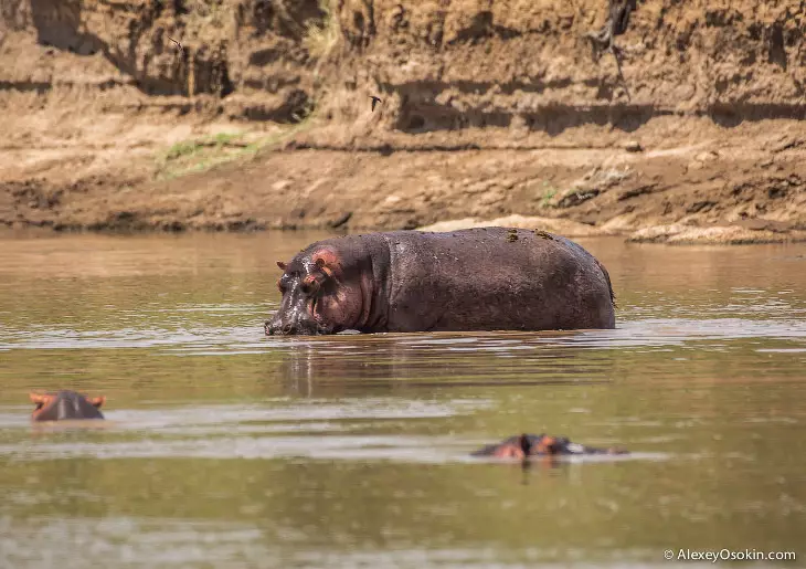 Gigant Africa. 2433_2