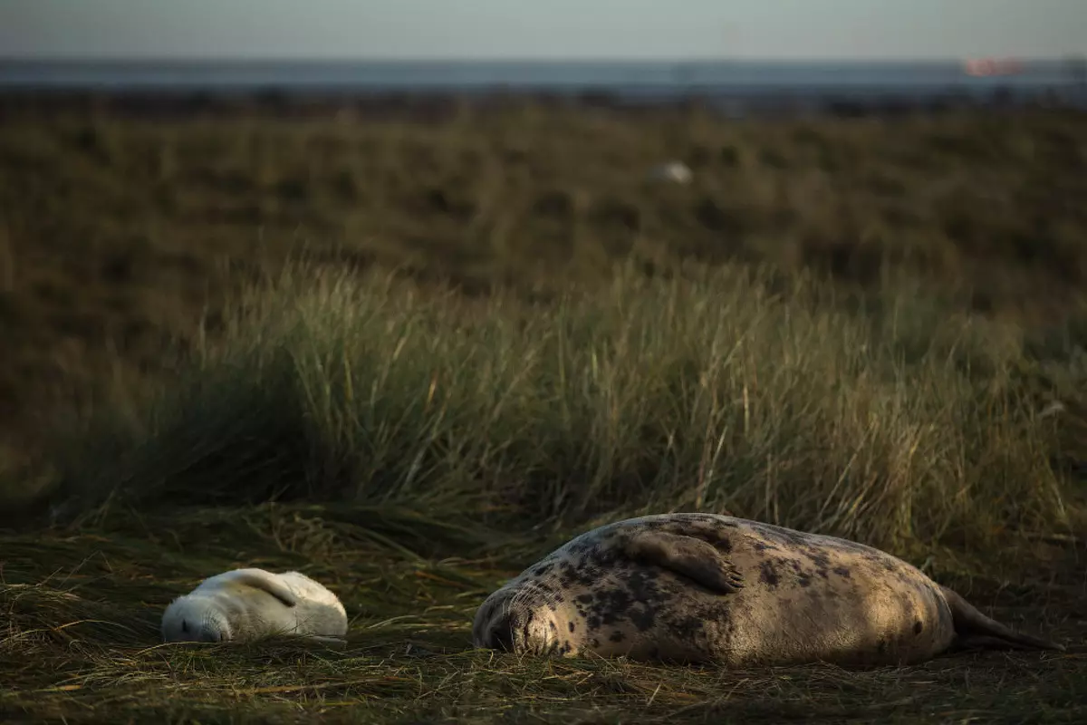 County Seals Lincolnshire 3023_17