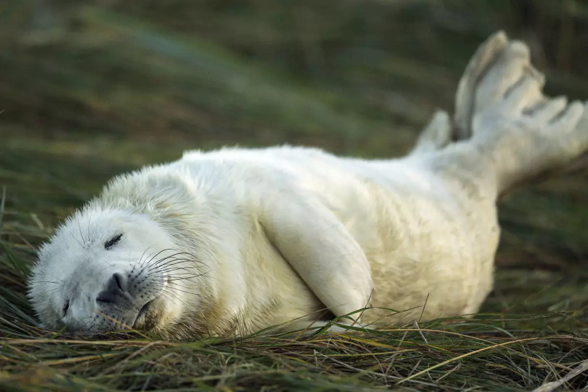 County Seals Lincolnshire