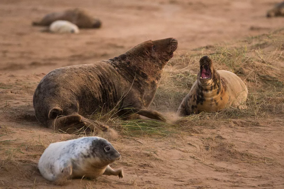 County Seals Lincolnshire 3023_4