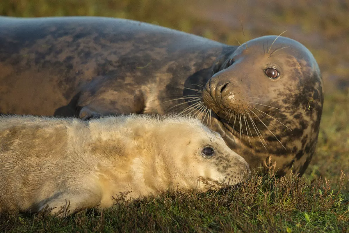 County Seals Lincolnshire 3023_5