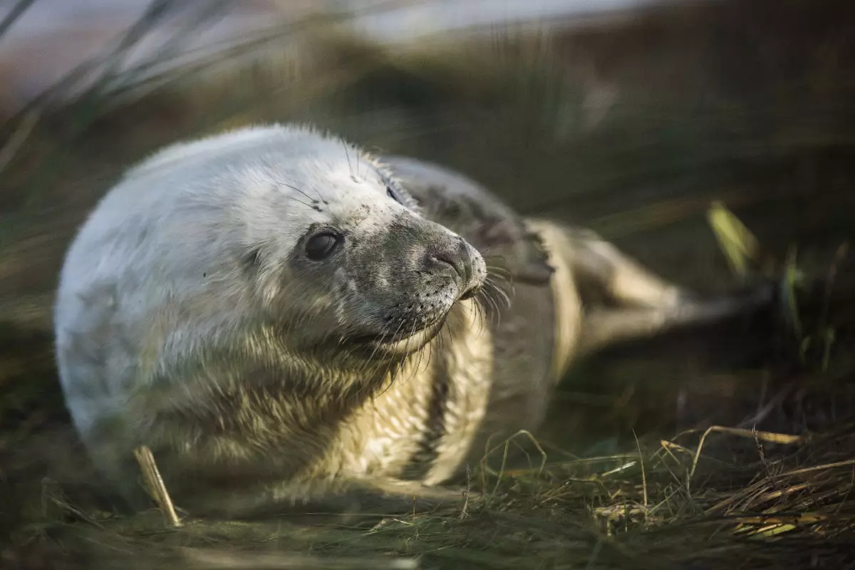 County Seals Lincolnshire 3023_7