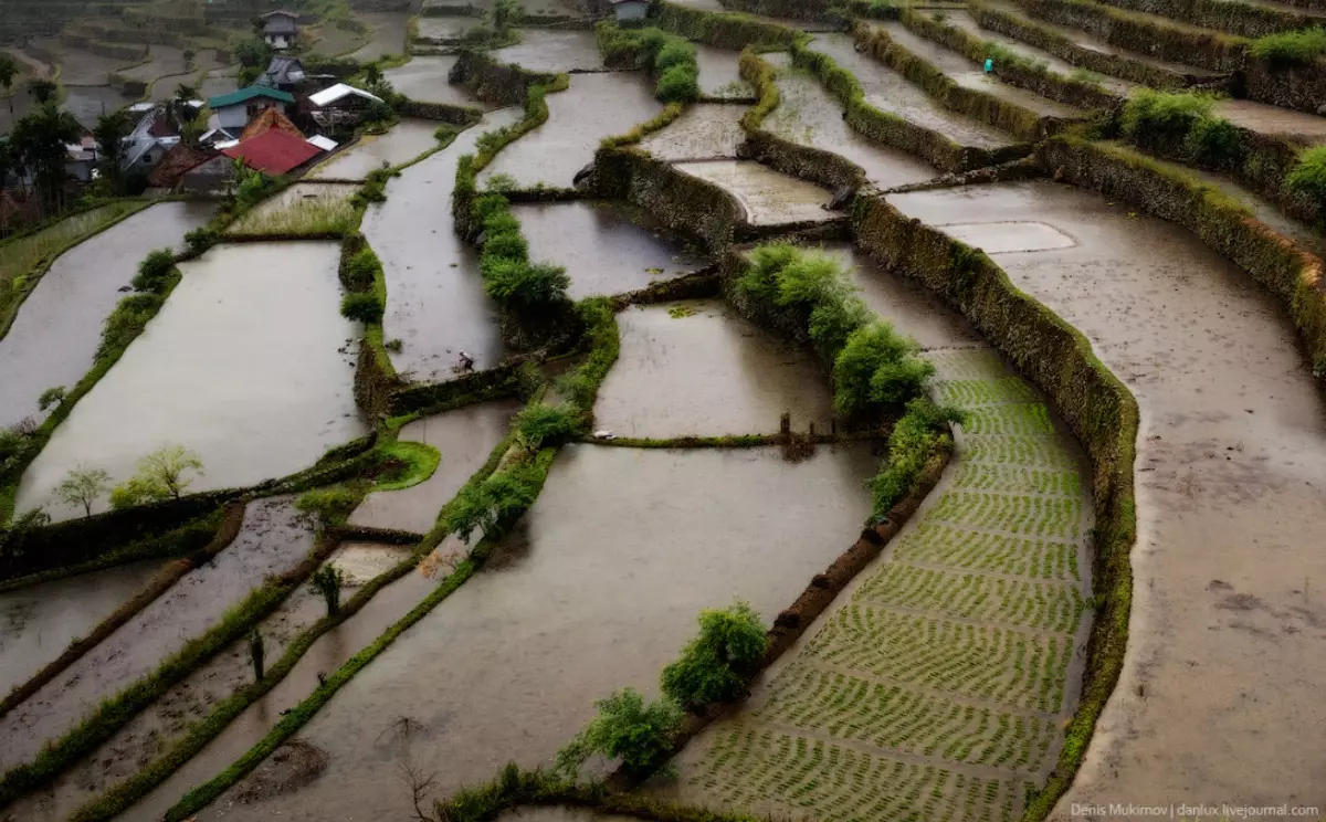 Rice Terraces Banowee. 3039_11