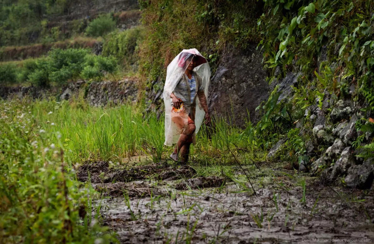 Rice Terraces Banowee. 3039_13