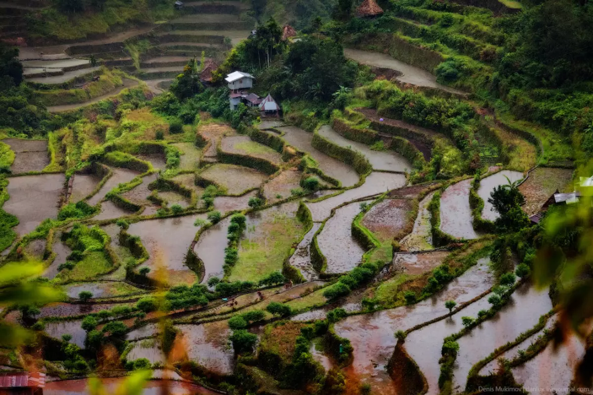 Rice Terraces Banowee. 3039_3