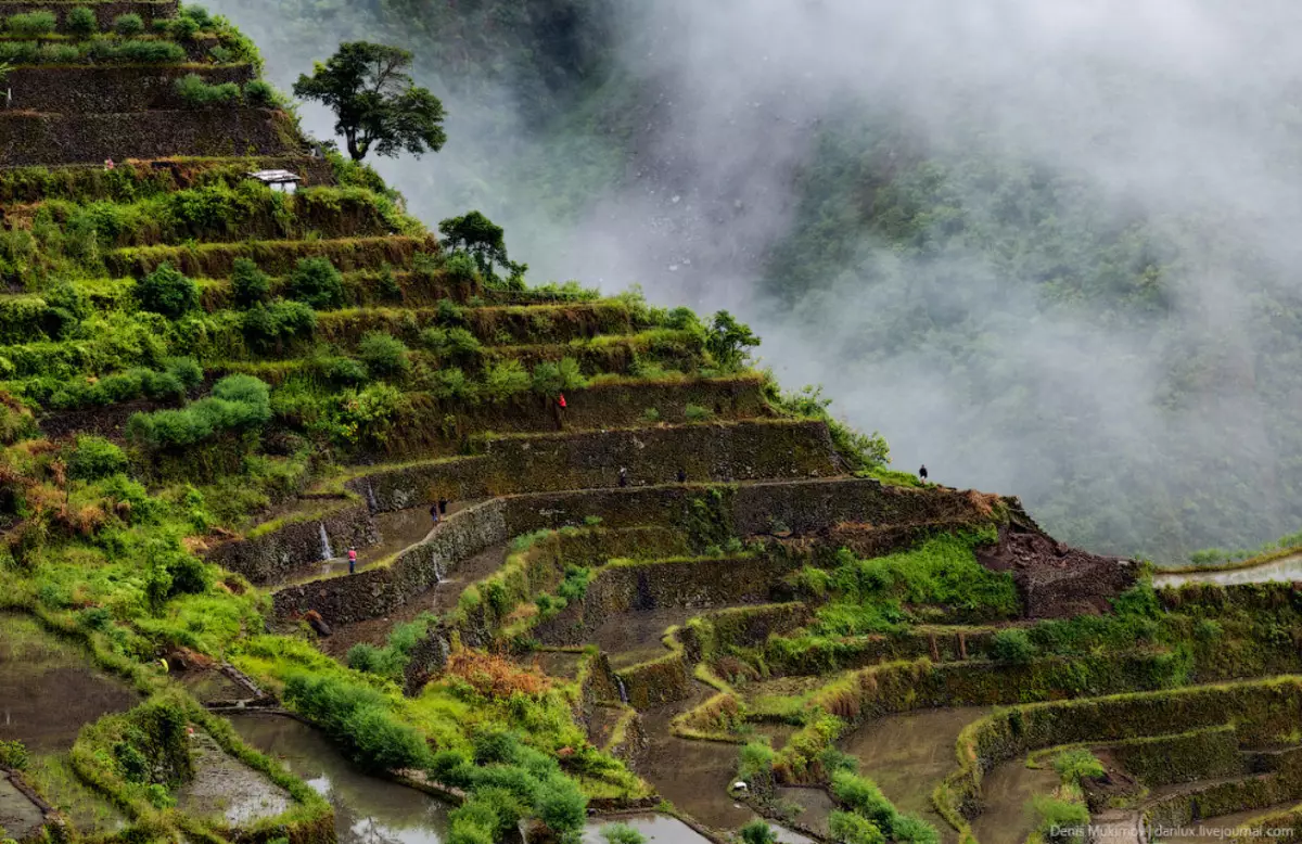 Rice Terraces Banowee. 3039_9