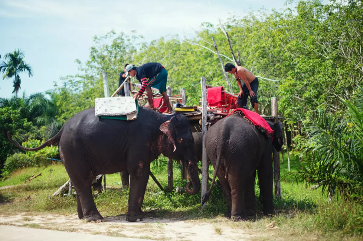 තායි අලි ඇතුන් මත ඇවිදින්න 3070_11