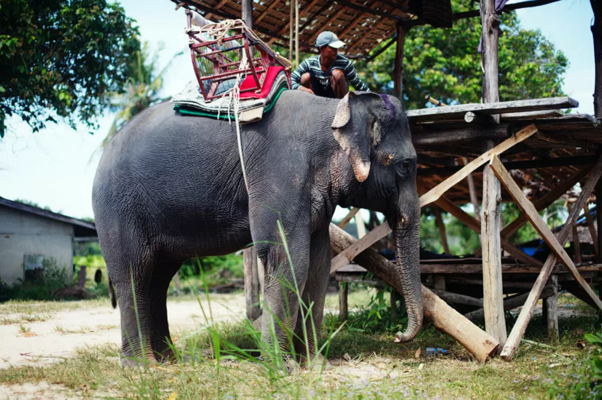 තායි අලි ඇතුන් මත ඇවිදින්න 3070_13