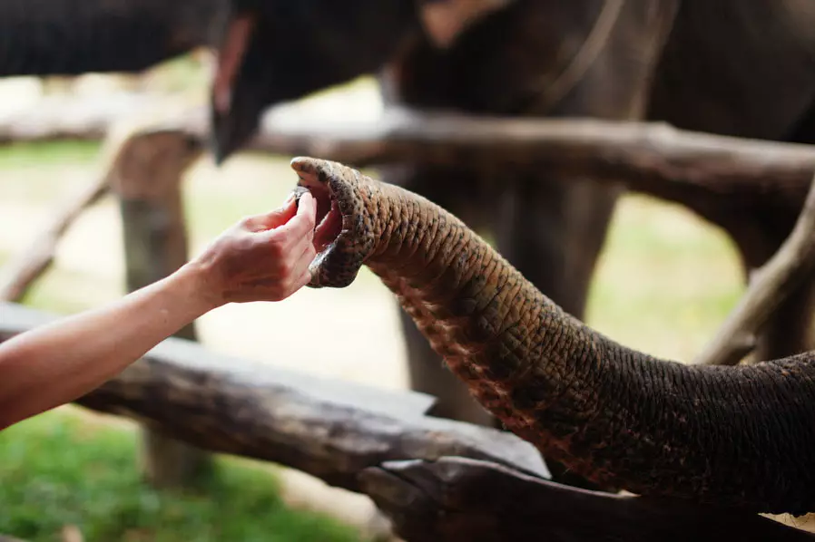 තායි අලි ඇතුන් මත ඇවිදින්න 3070_4