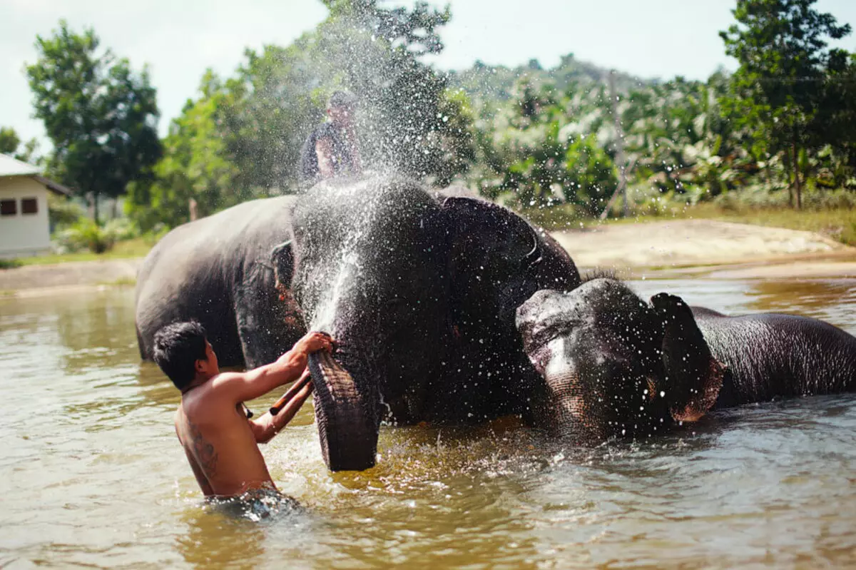 තායි අලි ඇතුන් මත ඇවිදින්න 3070_8