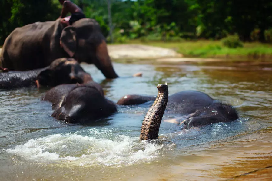 තායි අලි ඇතුන් මත ඇවිදින්න 3070_9