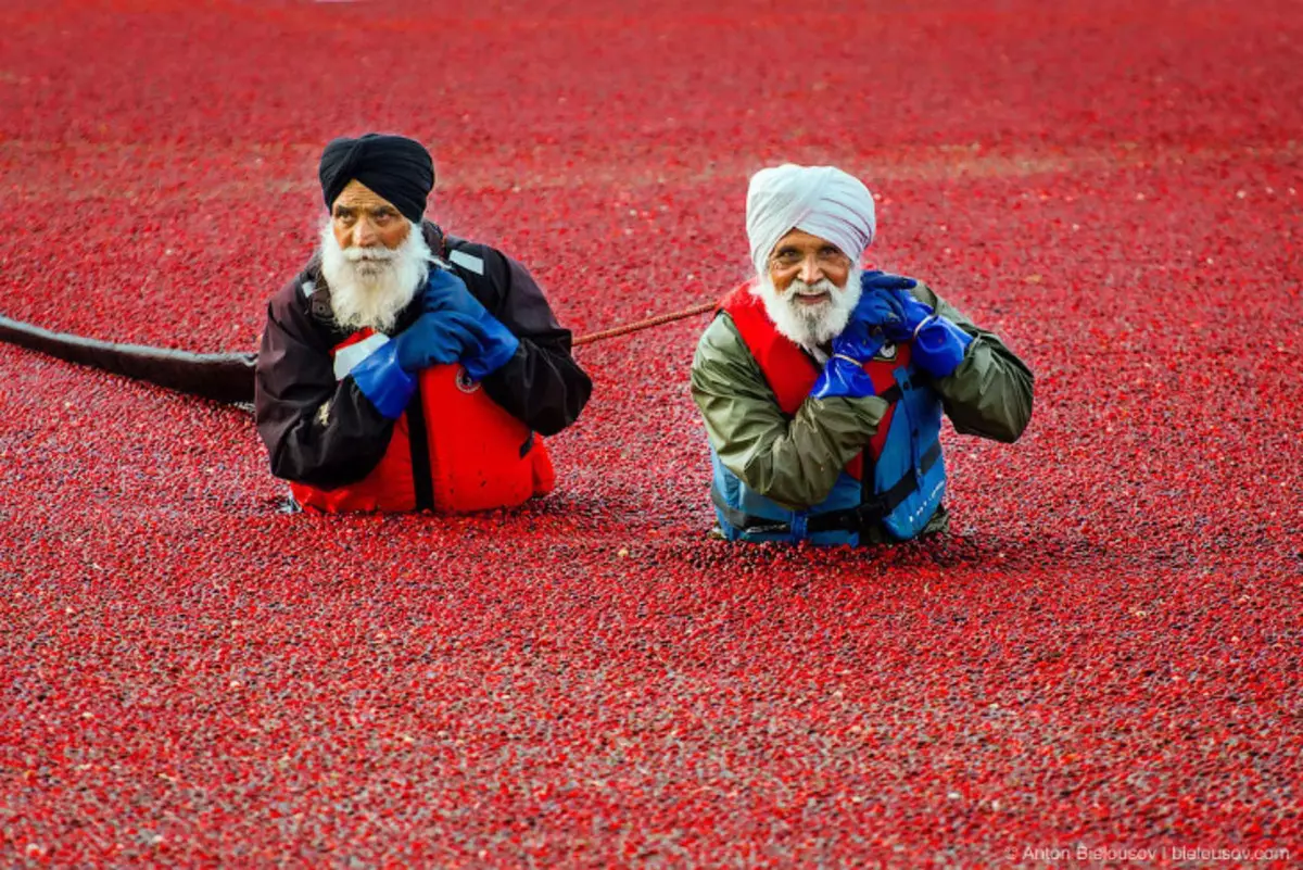 Cranberry-Ernte in Vancouver 3196_1