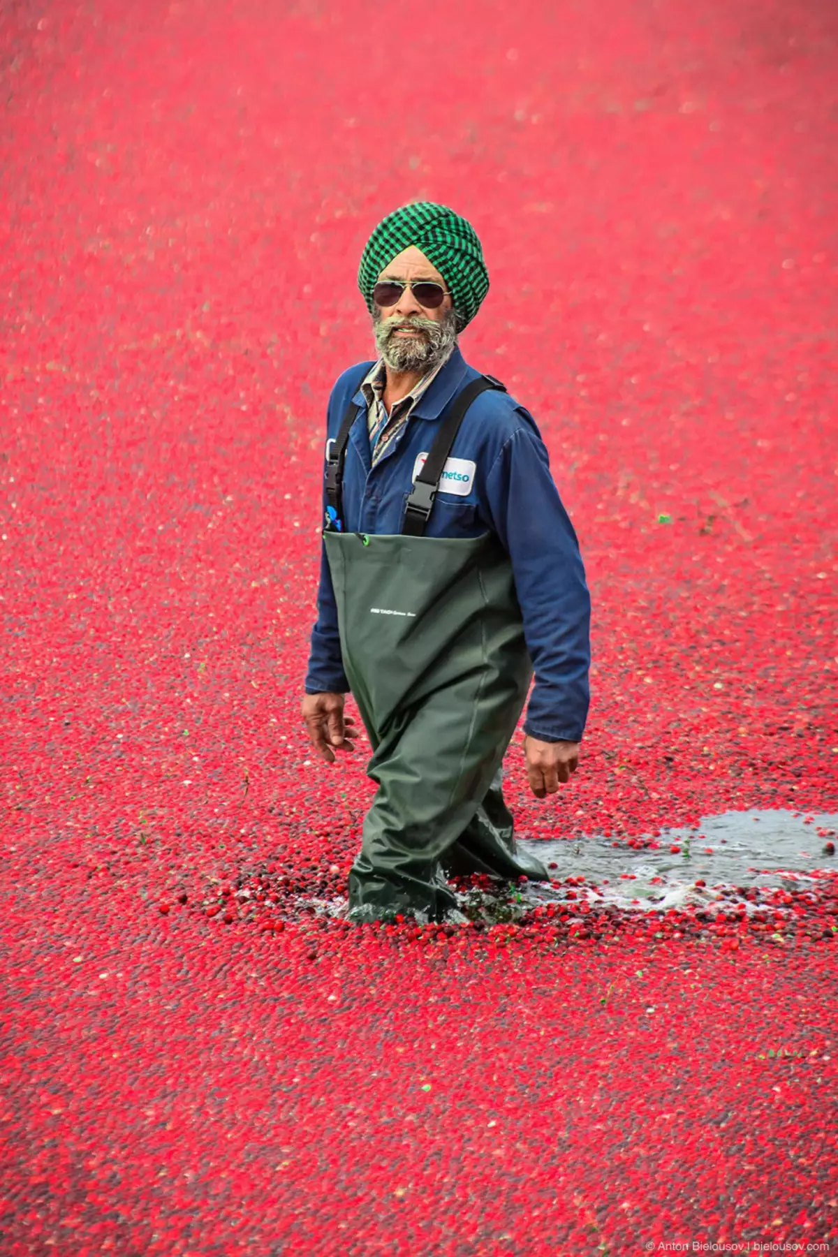 Cranberry-Ernte in Vancouver 3196_10