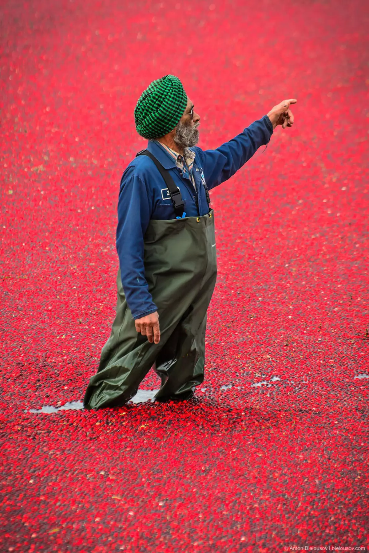 Cranberry-Ernte in Vancouver 3196_11