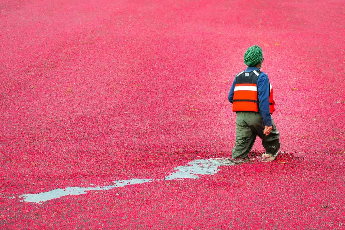 Récolte des canneberges à Vancouver 3196_12