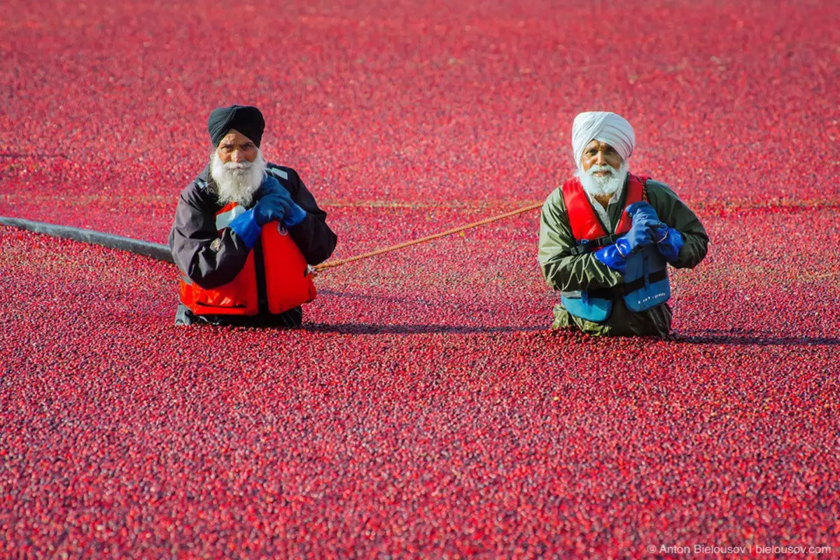 Cranberry-Ernte in Vancouver 3196_14