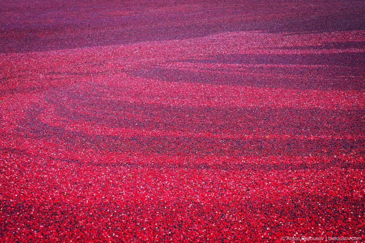 Cranberry-Ernte in Vancouver 3196_17