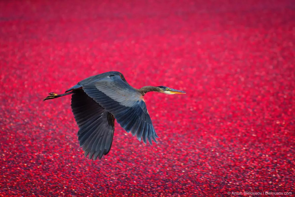 Cranberry-Ernte in Vancouver 3196_19