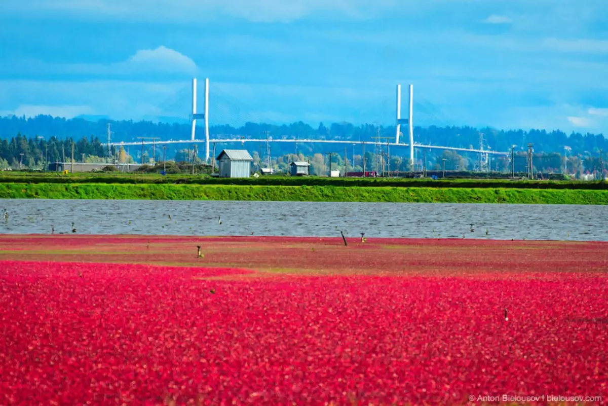 Cranberry-Ernte in Vancouver 3196_2