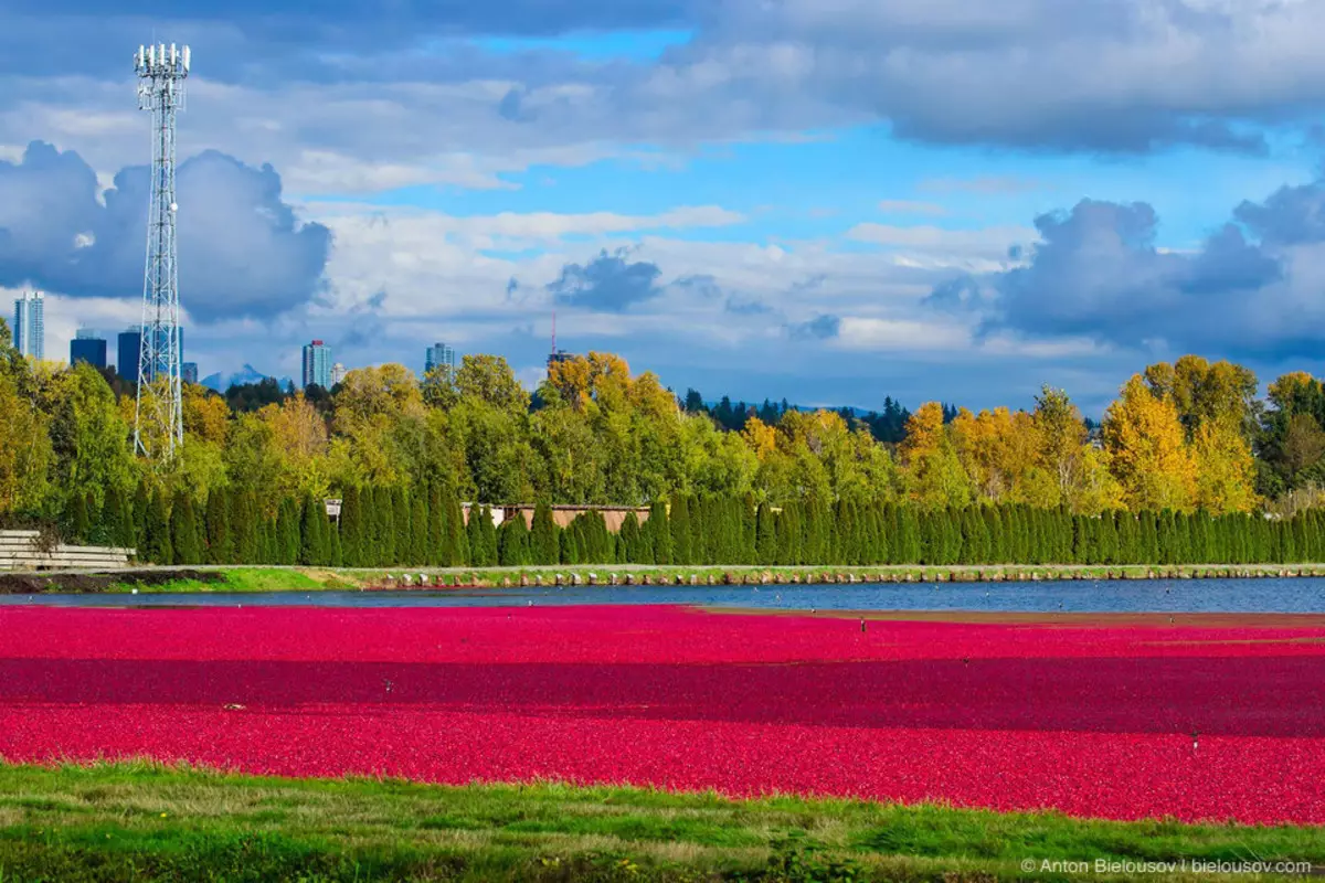 Cranberry-Ernte in Vancouver 3196_3