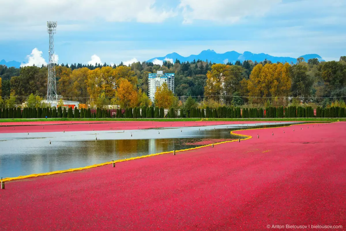 Cranberry-Ernte in Vancouver 3196_4