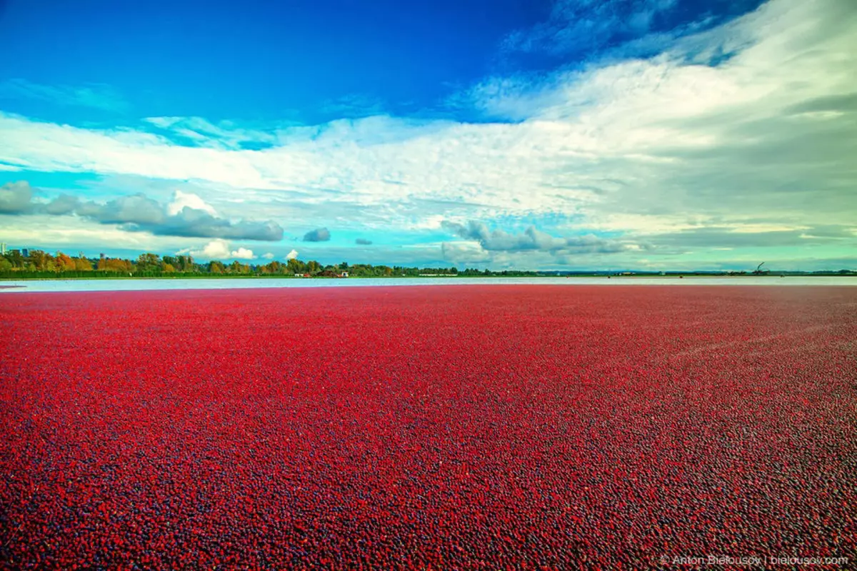 Cranberry-Ernte in Vancouver 3196_5