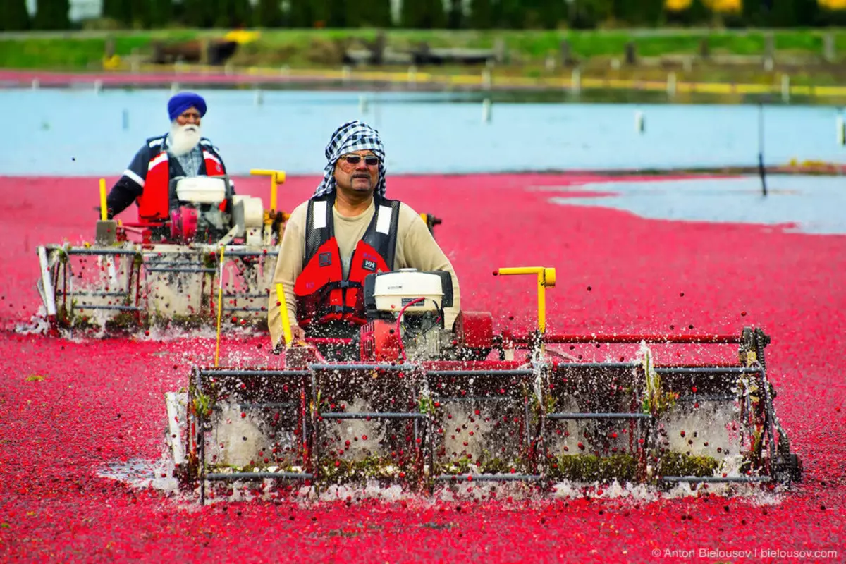 Cranberry-Ernte in Vancouver 3196_6