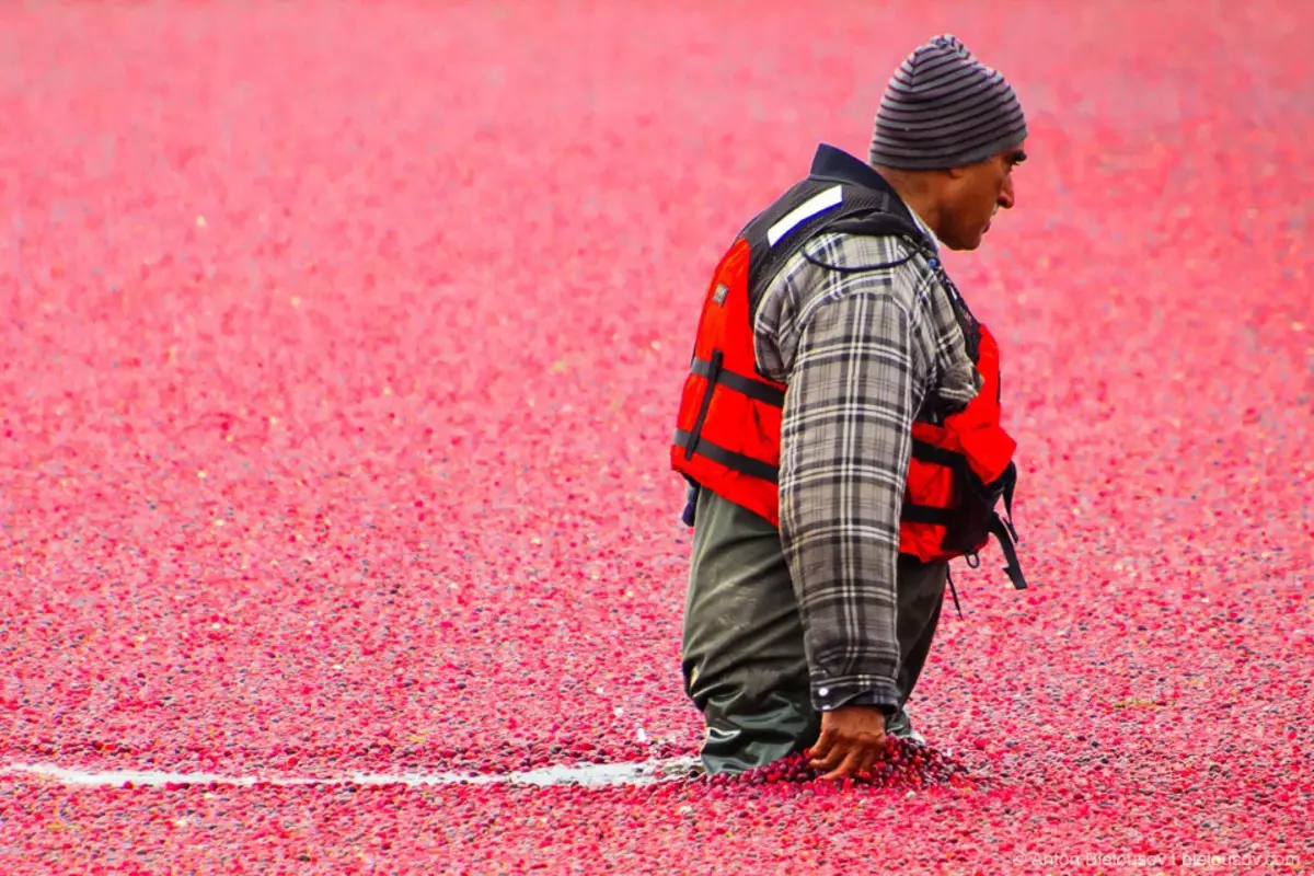 Cranberry-Ernte in Vancouver 3196_9