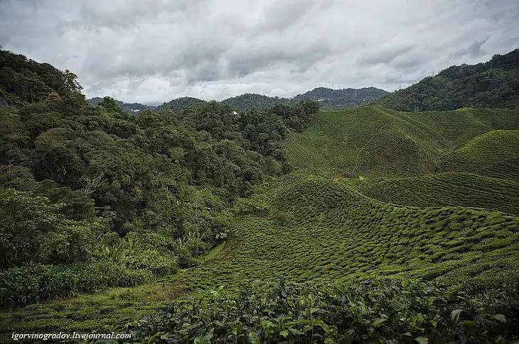 Gunung Cameron Perladangan Teh 3349_1