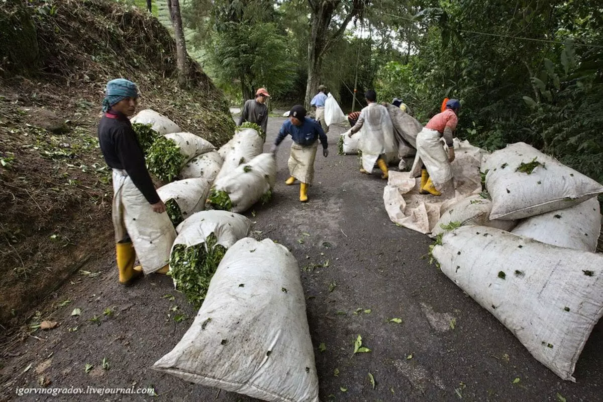 Gunung Cameron Perladangan Teh 3349_11