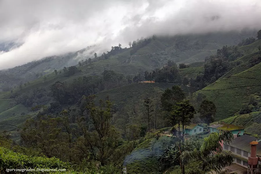 Gunung Cameron Perladangan Teh 3349_12